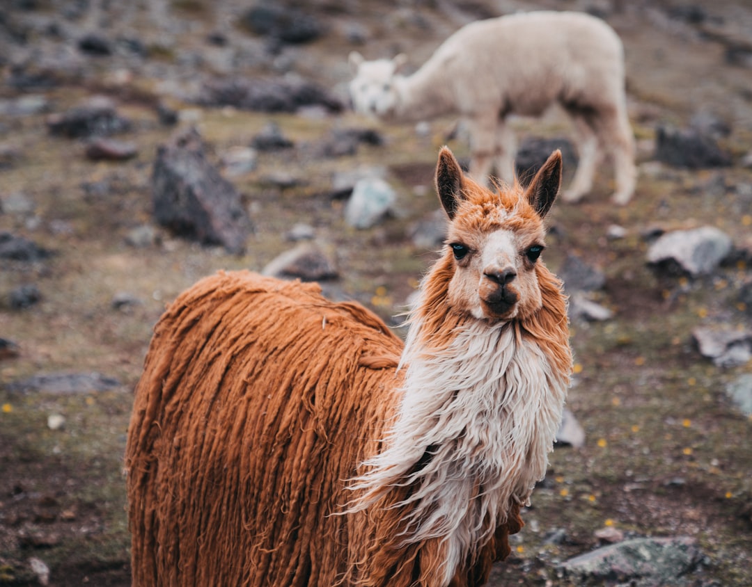 The Environmental Impact of Alpaca Wool Production | GreatNaturalAlpaca ...