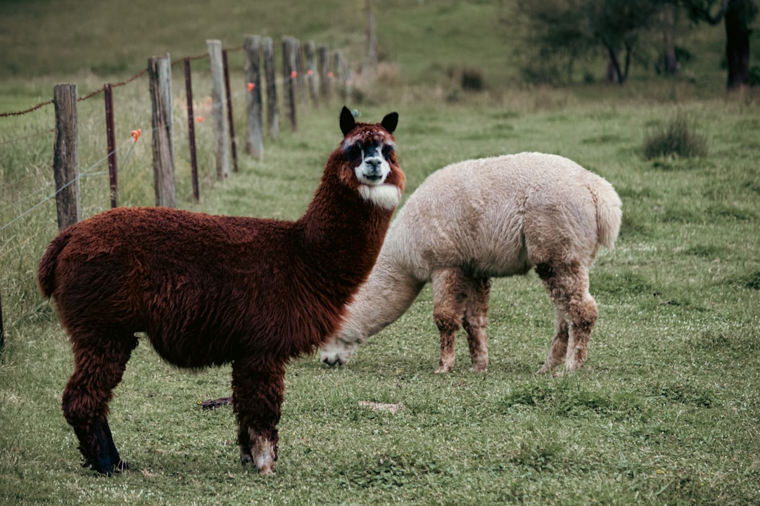 The Cultural Significance of Alpaca Wool in South America ...