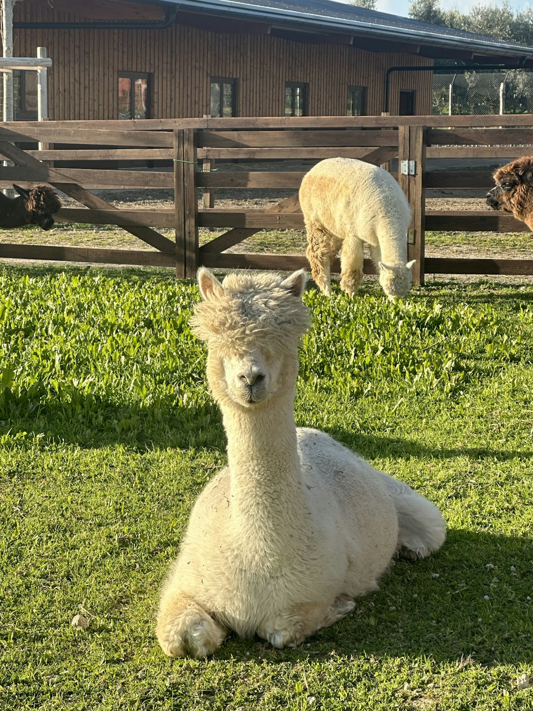 Unveiling the Mysteries of Alpaca Wool: A Guide to its Varied Types ...